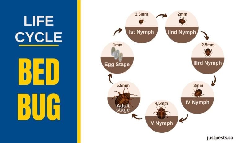 What's The Life Cycle Of A Bed Bug? - Just Pests