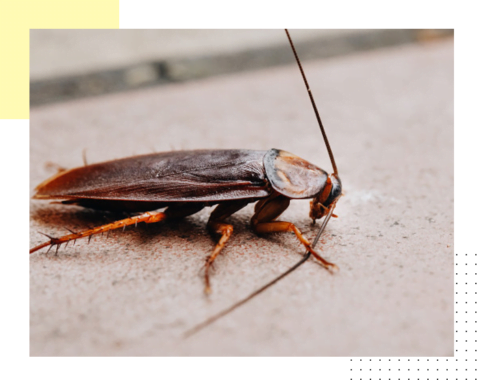 Cockroach Extermination In Ontario - Trusted Pest Control - Just Pests